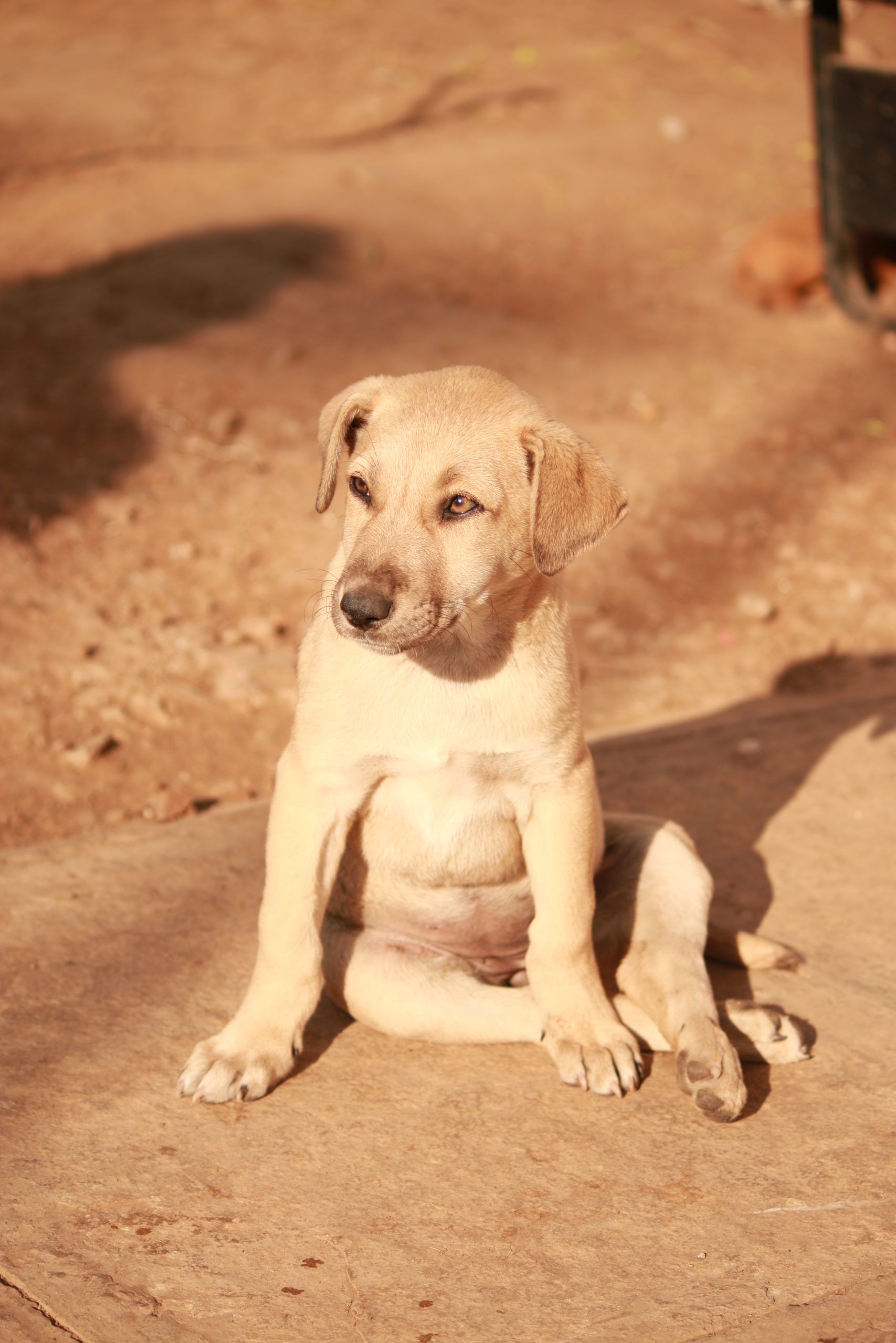 Street Animals – Happy Animals Association